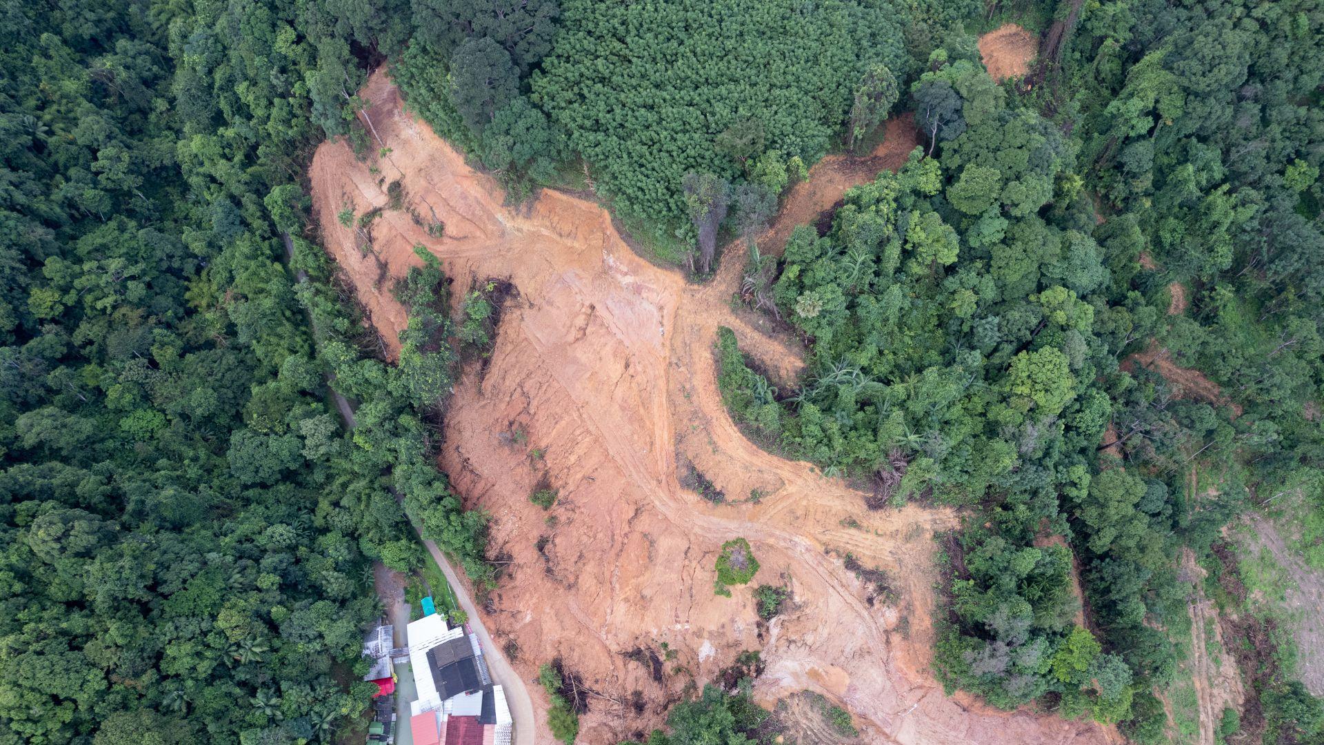 Zero Deforestation Policy: Strategi Norwegia untuk Melindungi Ekosistem ...